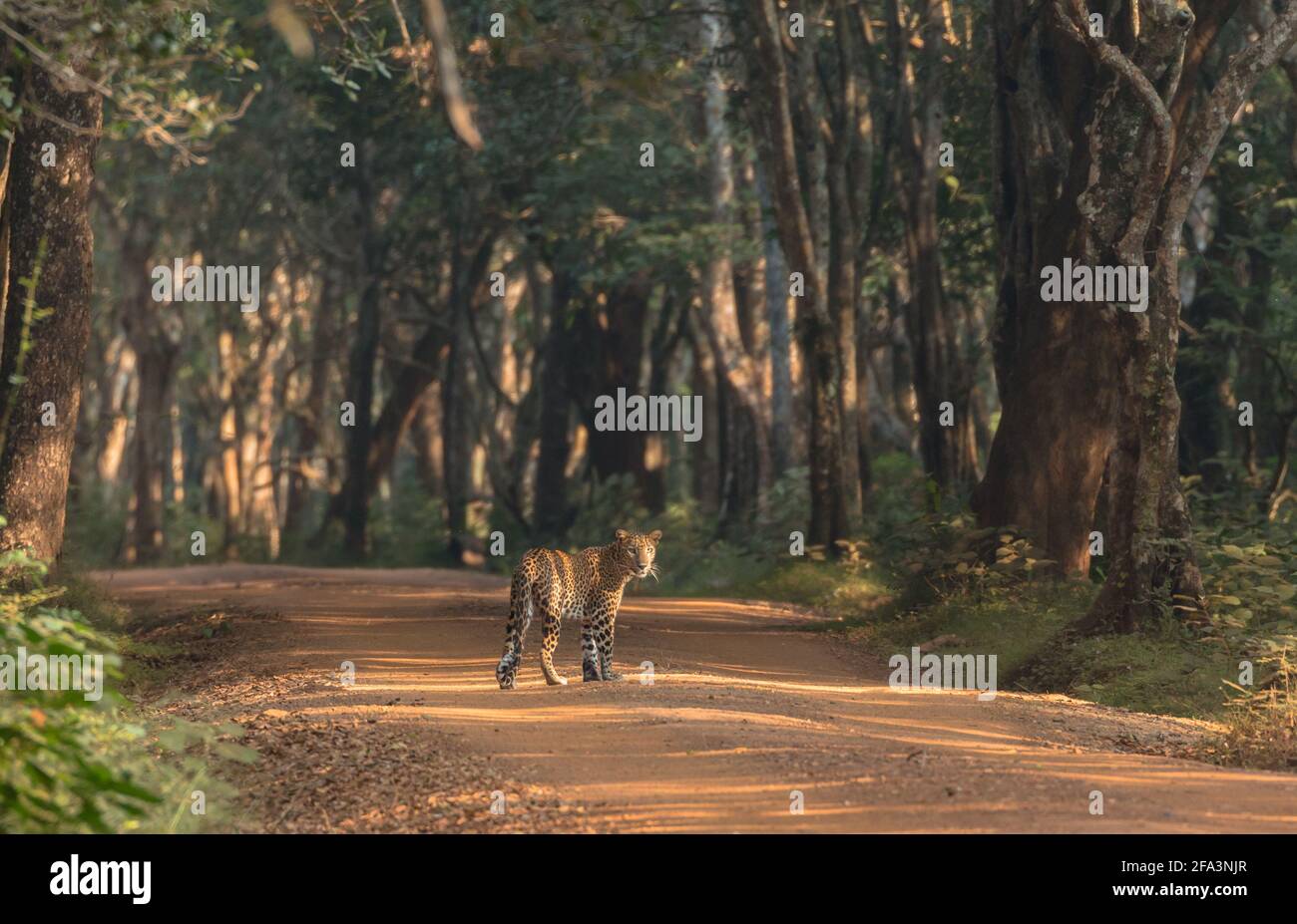 Human love of animals hi-res stock photography and images - Alamy
