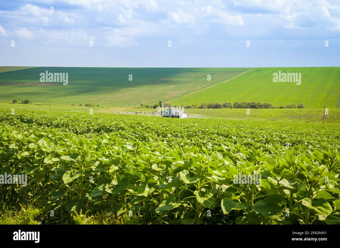 Agricultural processing sunflower array with machine against parasites ...