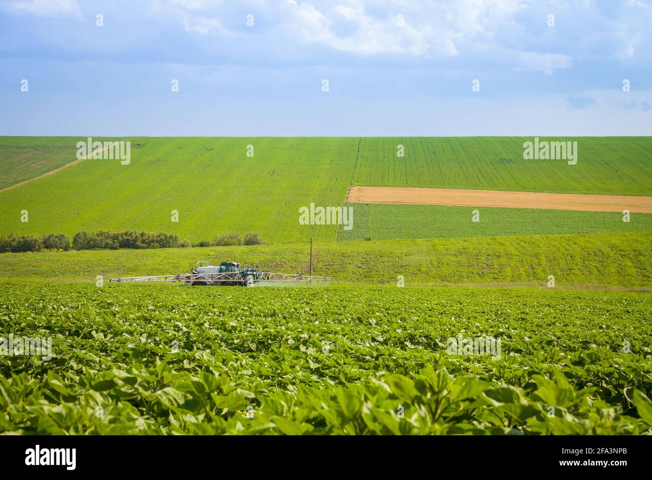Agricultural processing sunflower array with machine against parasites ...