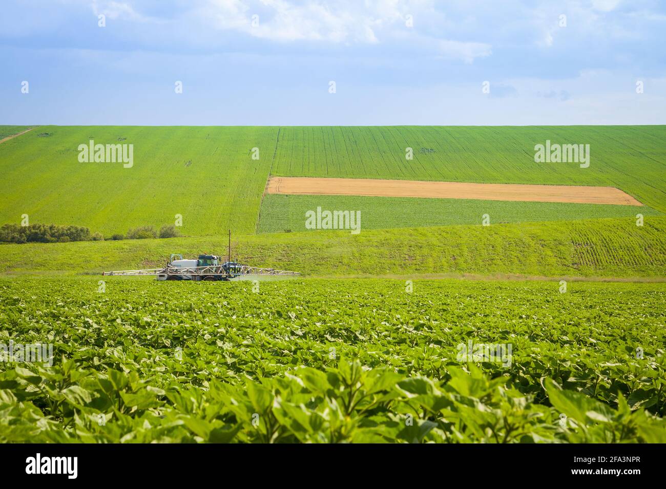 Agricultural processing sunflower array with machine against parasites ...