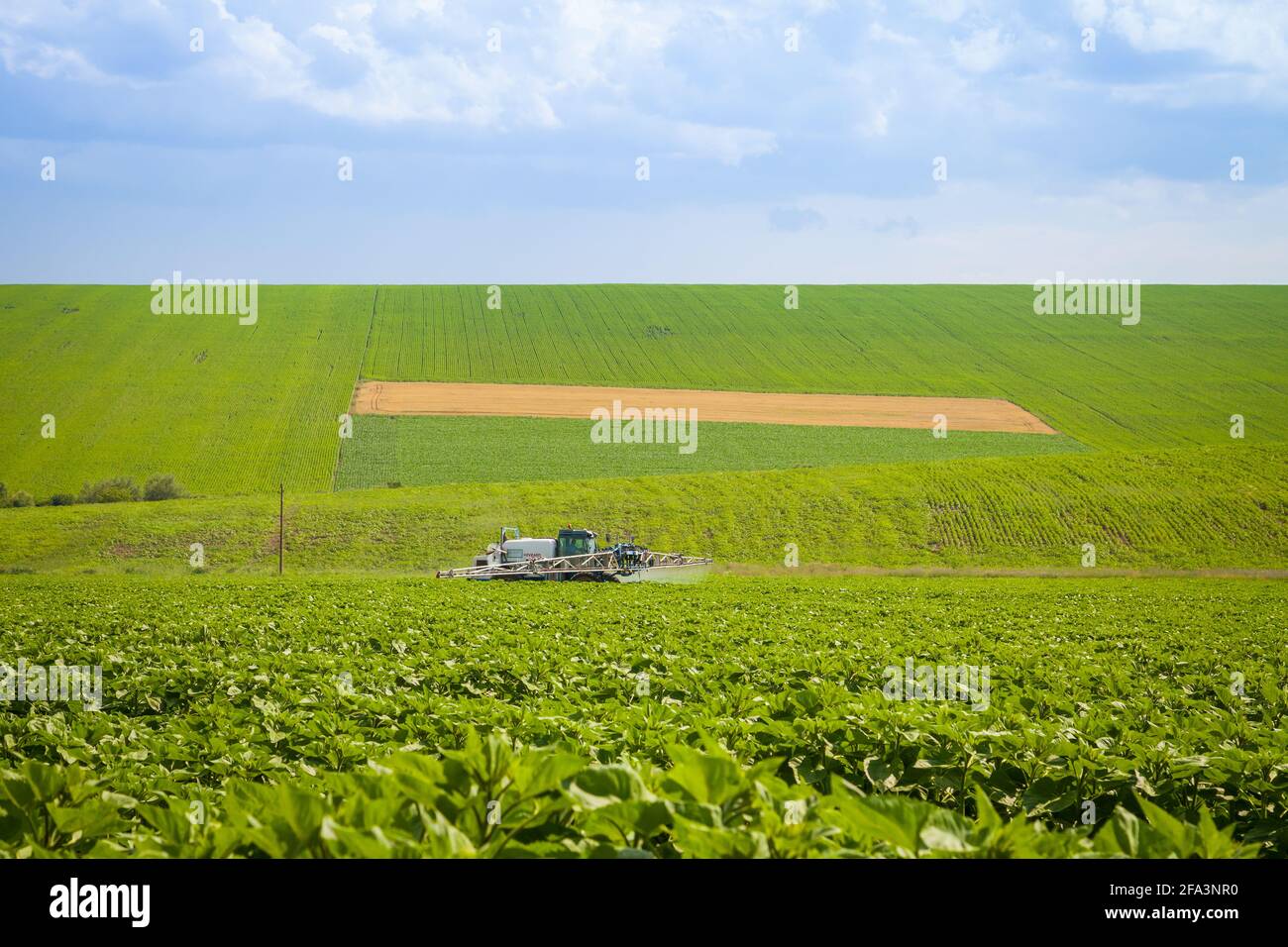 Agricultural processing sunflower array with machine against parasites ...