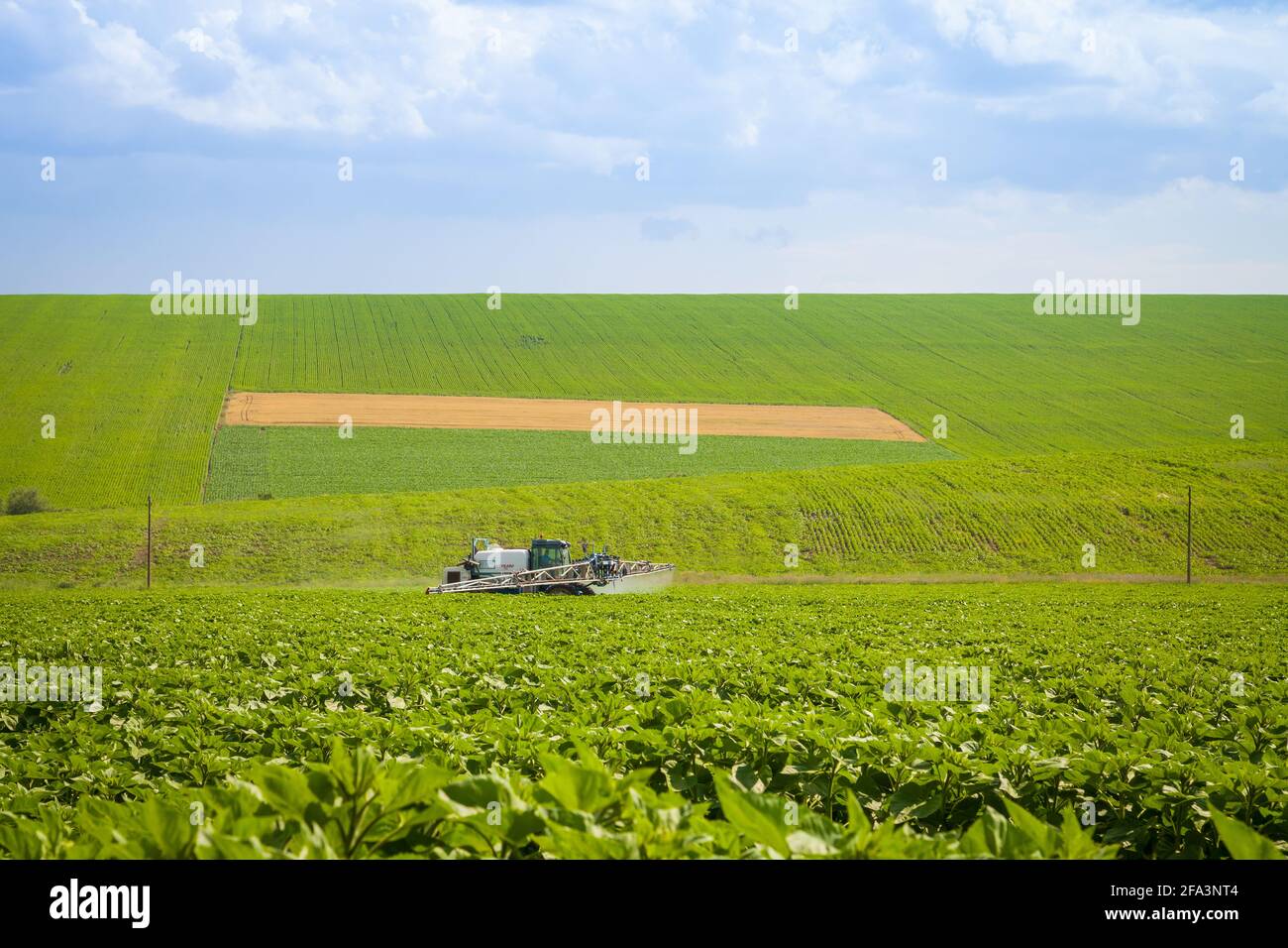 Agricultural processing sunflower array with machine against parasites ...