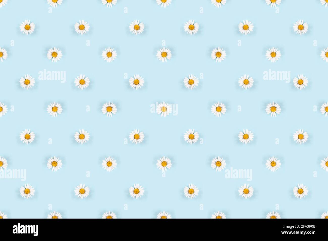 Yellow daisy background wallpaper hi-res stock photography and images ...