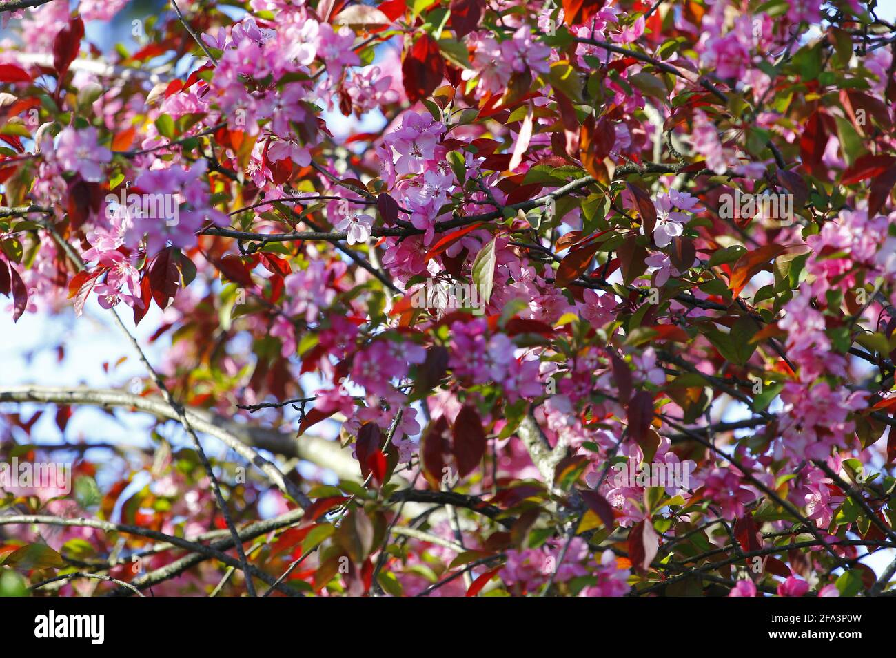Flowering Crabapple Tree Stock Photo - Alamy