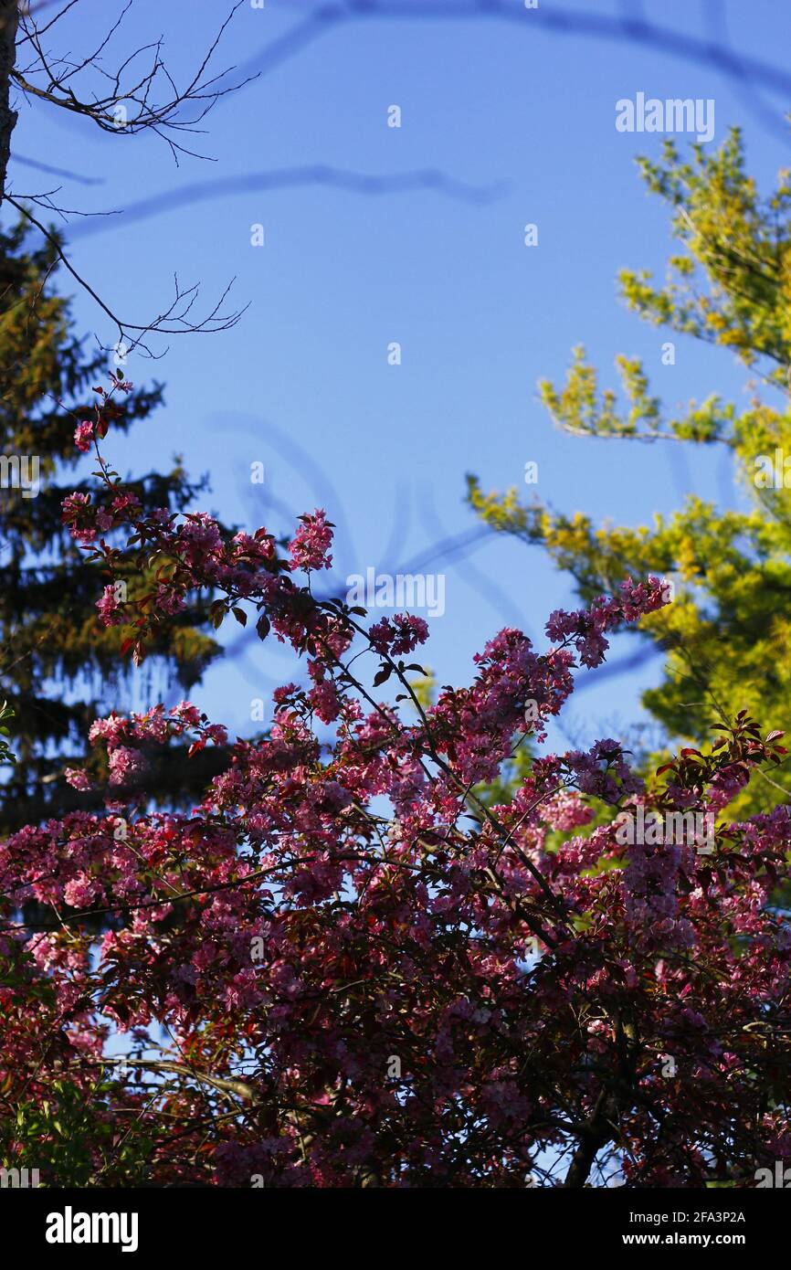 Flowering Crabapple Tree Stock Photo - Alamy