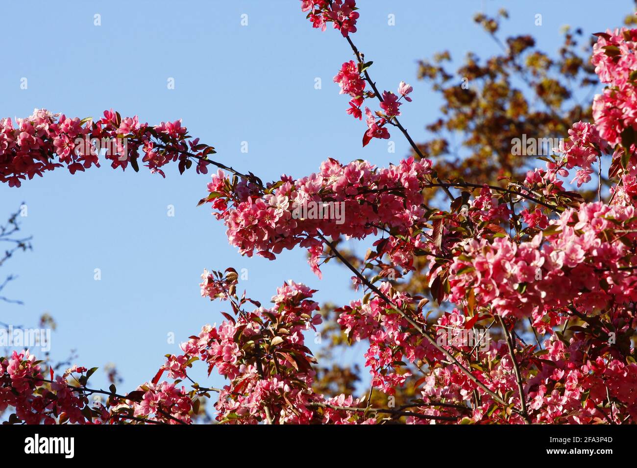 Flowering Crabapple Tree Stock Photo - Alamy