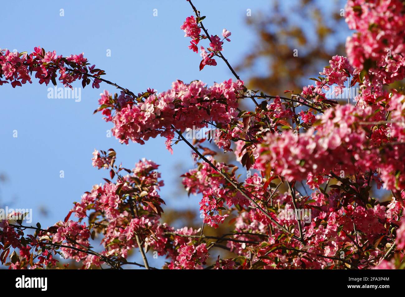 Flowering Crabapple Tree Stock Photo - Alamy
