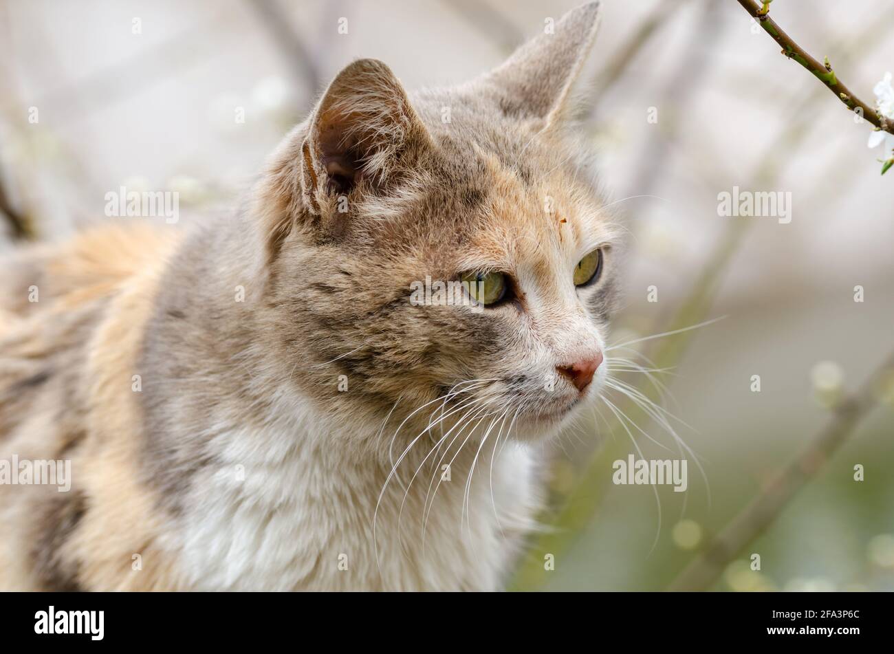 Portrait of cute cat Stock Photo - Alamy