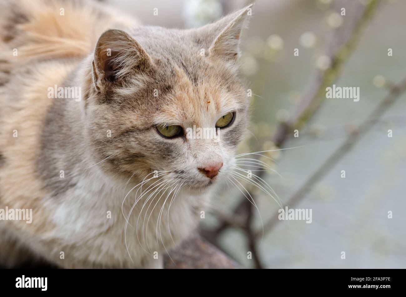Portrait of cute cat Stock Photo - Alamy