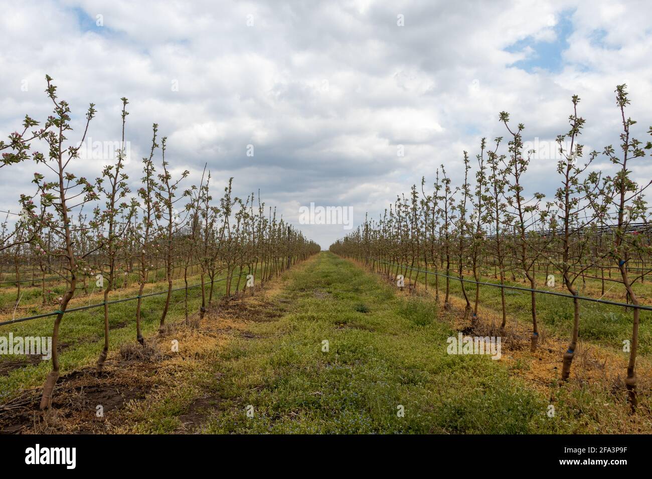 Granny Smith trees in the apple orchard in April Stock Photo - Alamy