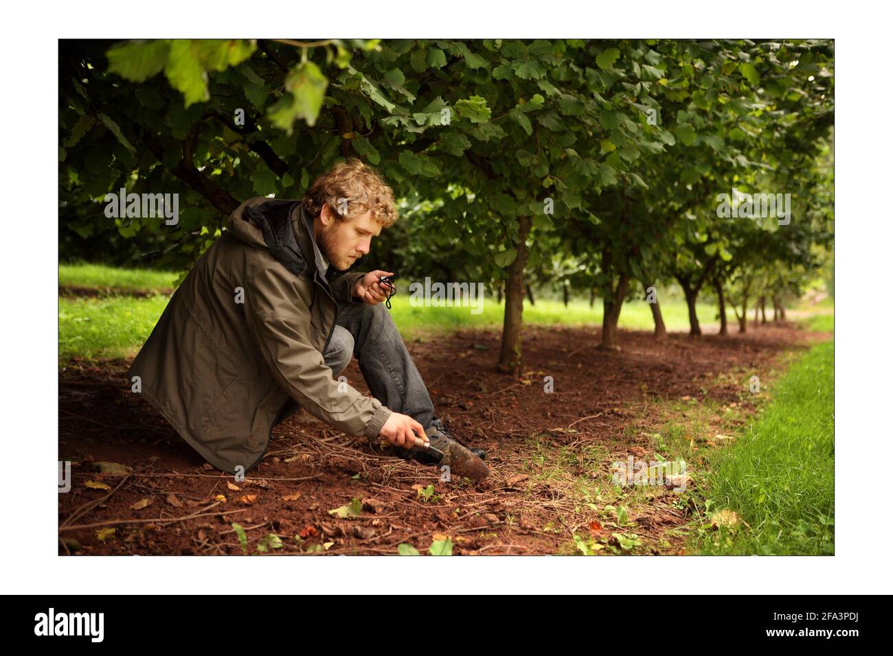 Truffle tree plantation hi-res stock photography and images - Alamy