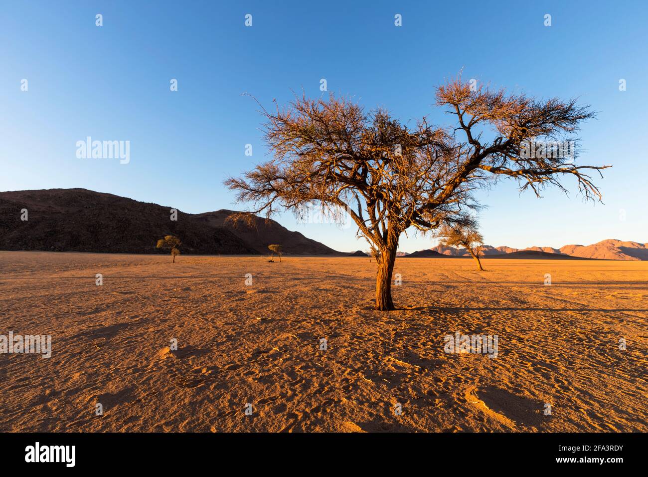 Single dry camel thorn tree in arid Namib Desert Stock Photo - Alamy