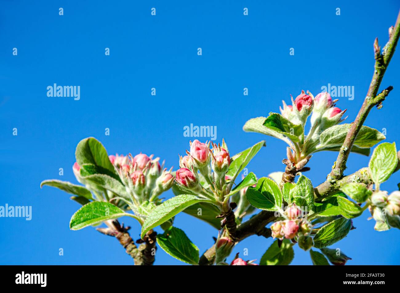 Apple tree flower blossom hi-res stock photography and images - Alamy