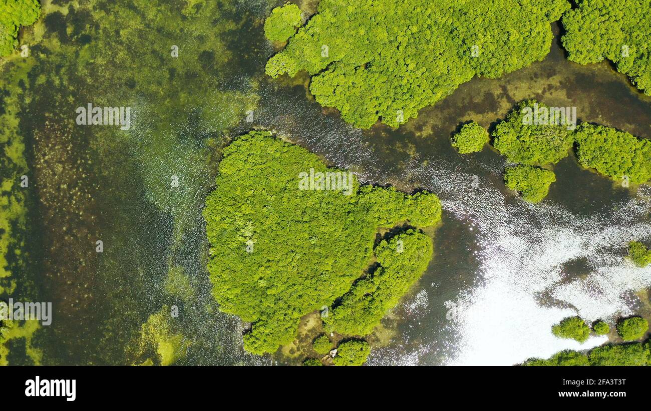 River in tropical mangrove green tree forest top view. Mangrove jungles ...