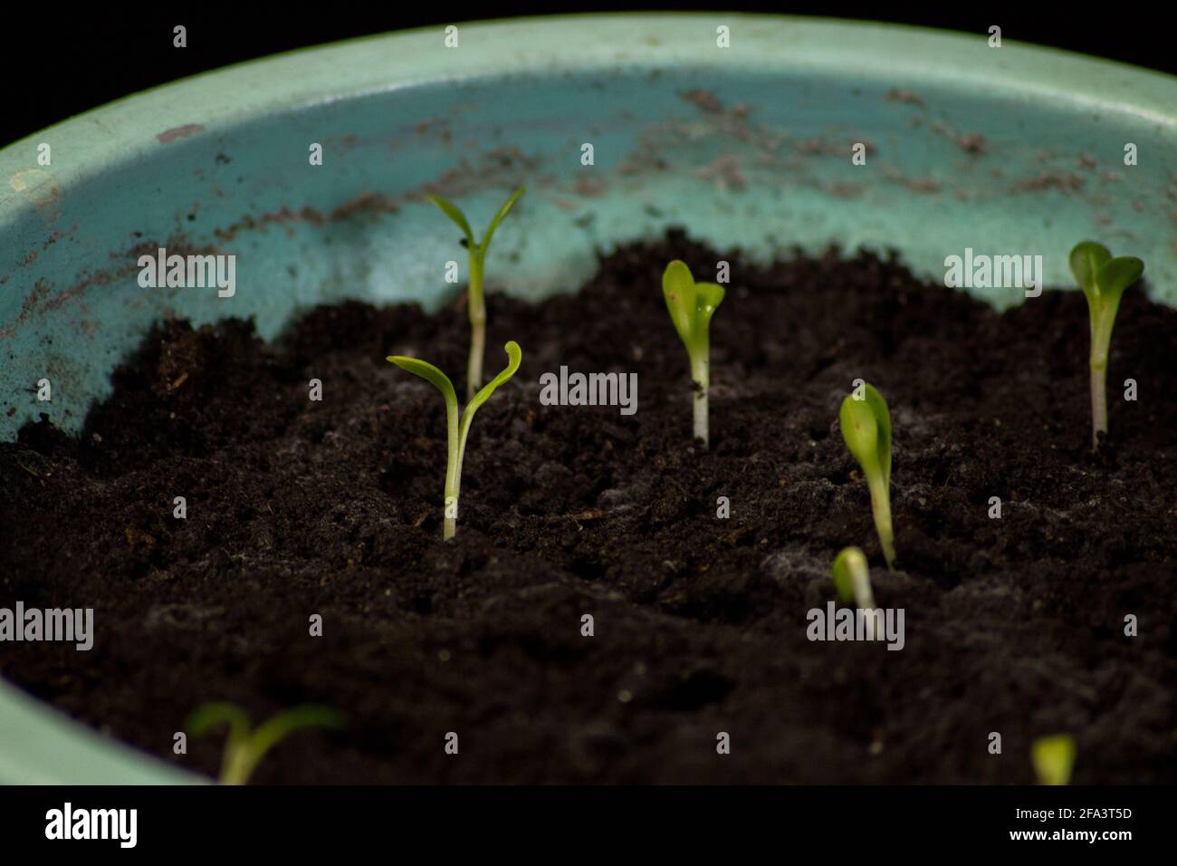 Vegetable seedling. Young seedlings in fertile soil. Green sprout ...