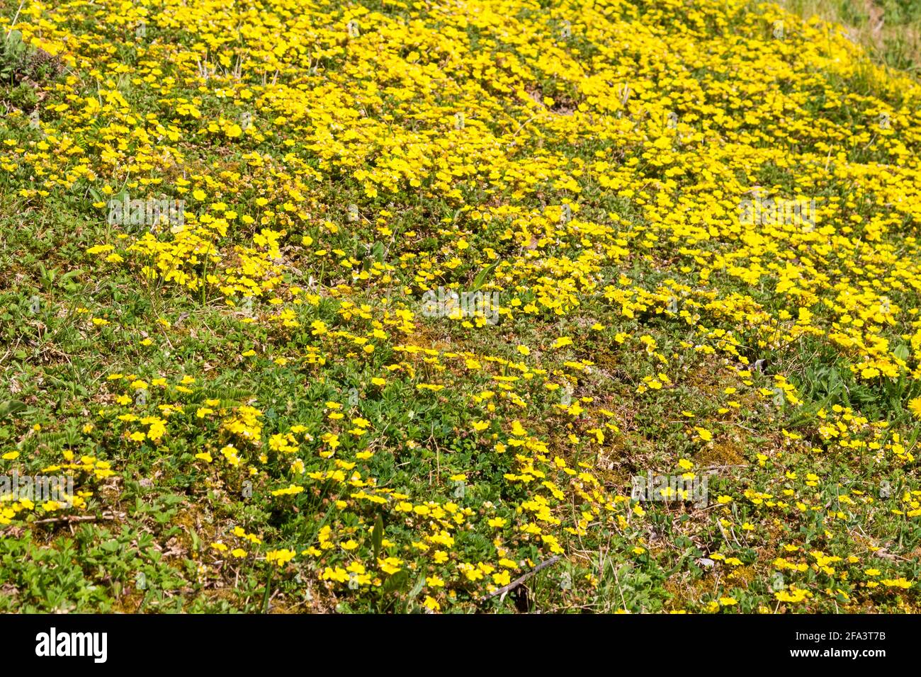 Potentilla Neumanniana High Resolution Stock Photography and Images - Alamy