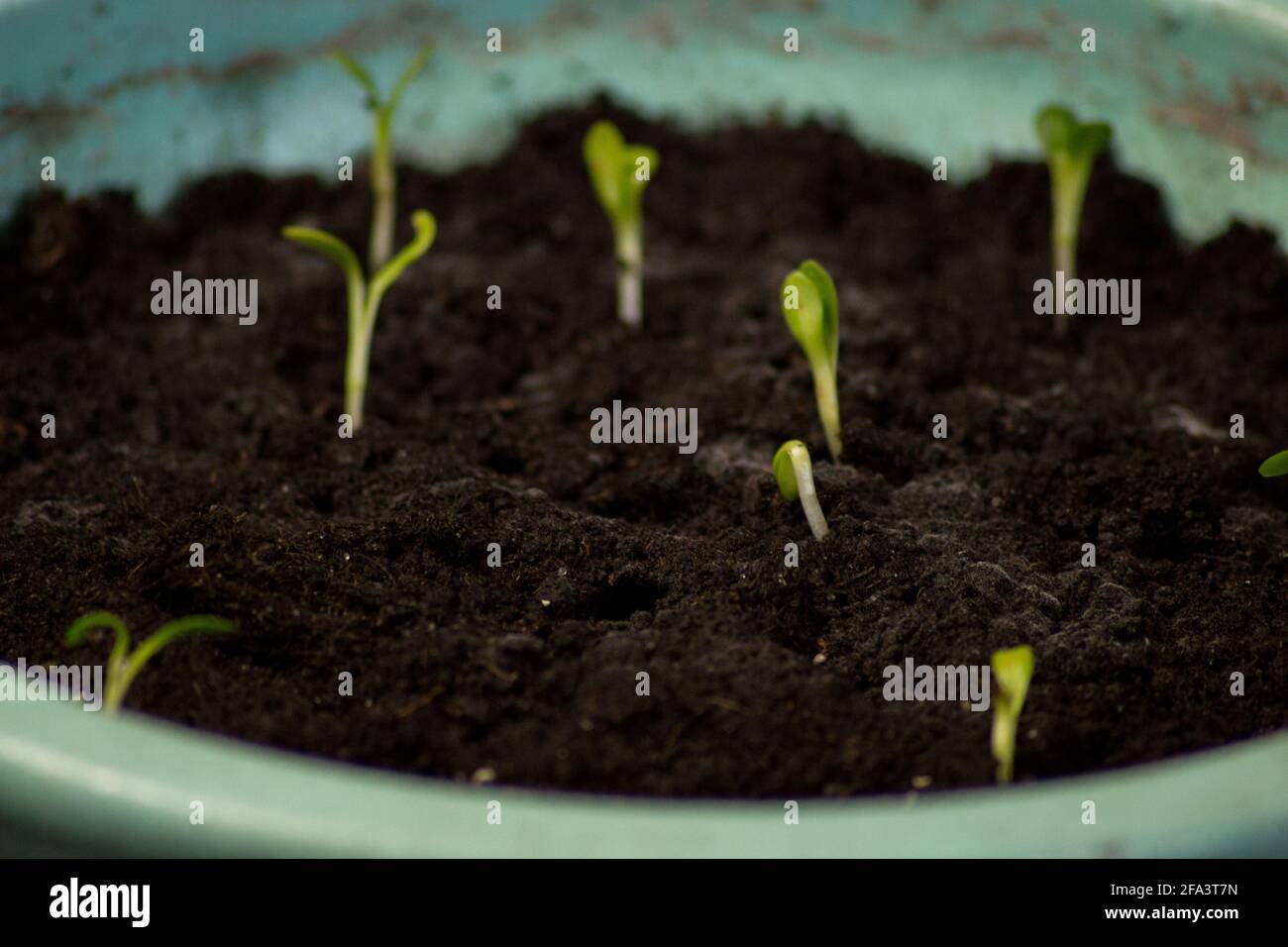 Vegetable seedling. Young seedlings in fertile soil. Green sprout ...