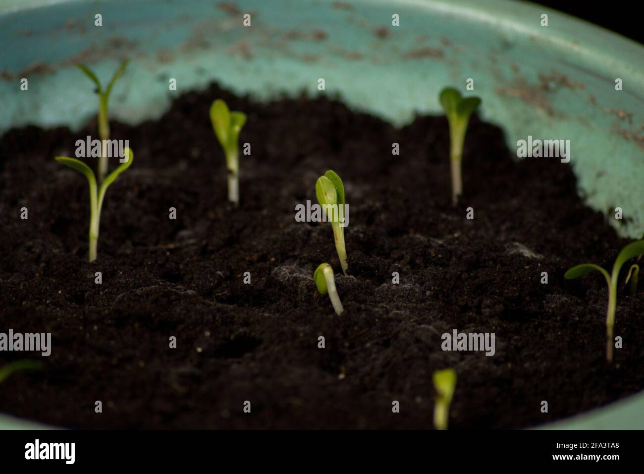 Vegetable seedling. Young seedlings in fertile soil. Green sprout ...