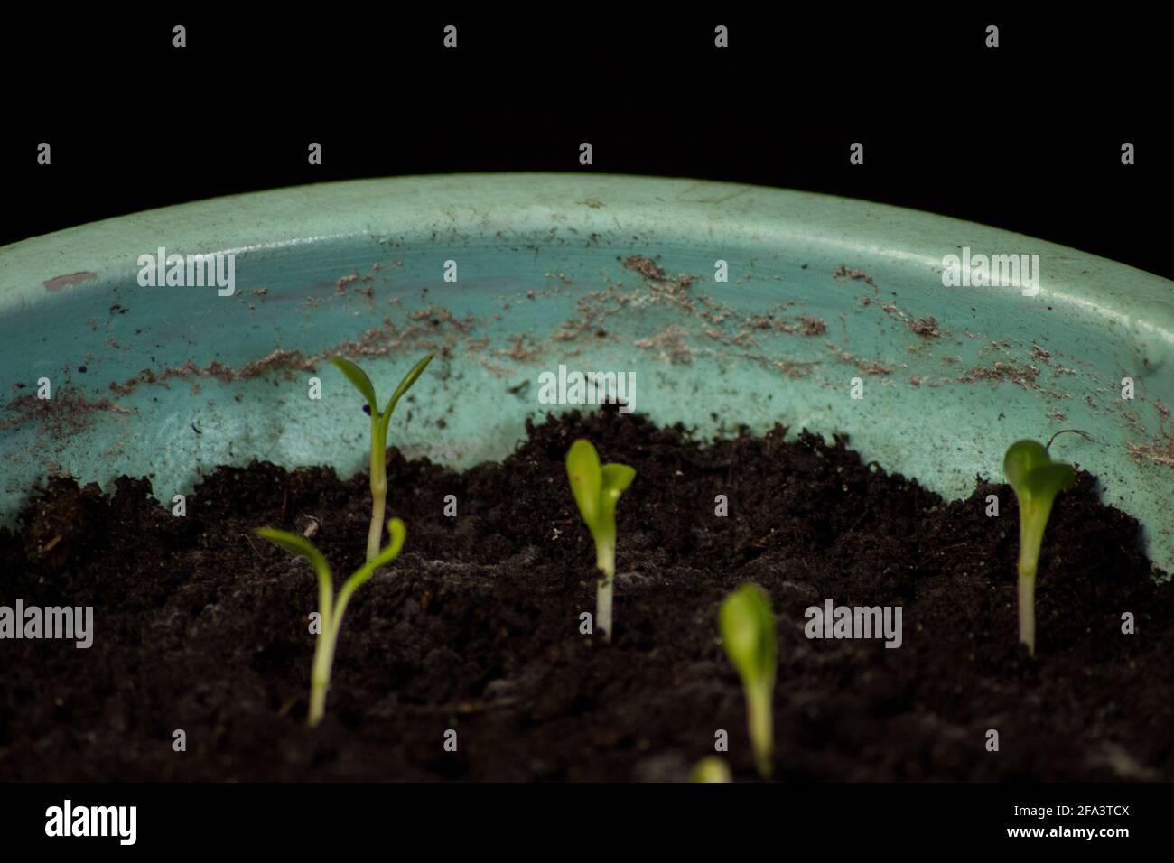 Vegetable seedling. Young seedlings in fertile soil. Green sprout ...