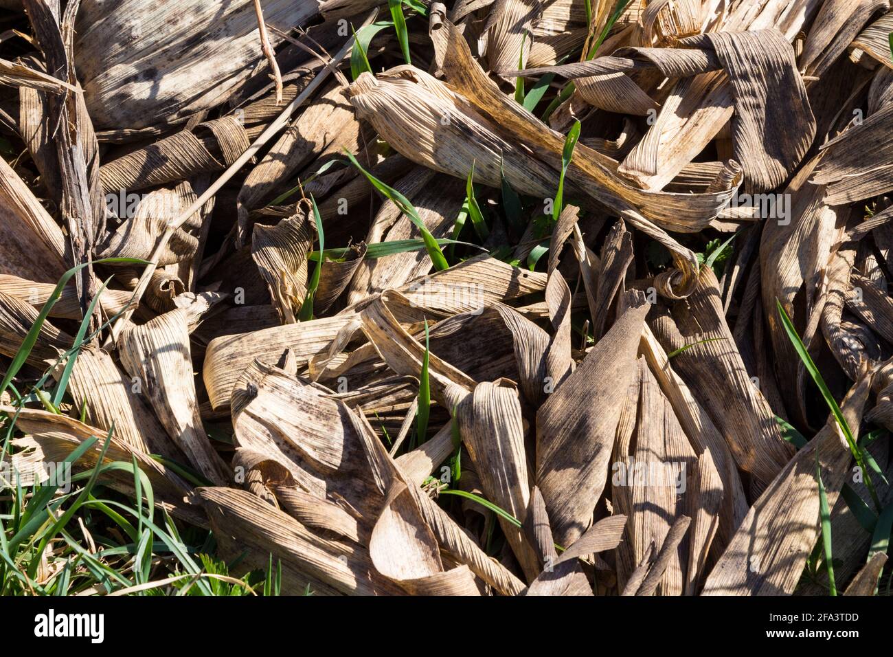 Withered husks hi-res stock photography and images - Alamy