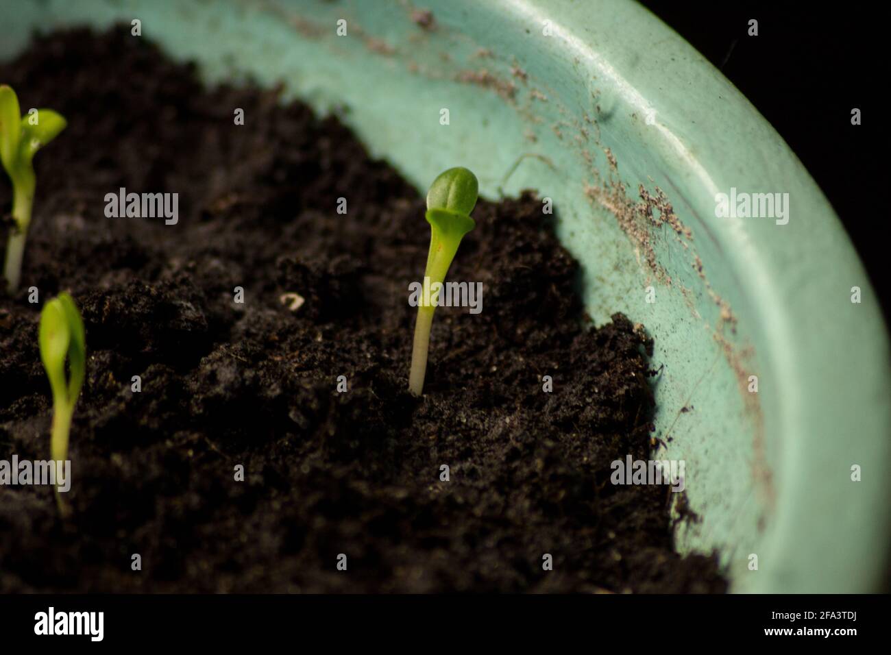 Vegetable seedling. Young seedlings in fertile soil. Green sprout ...