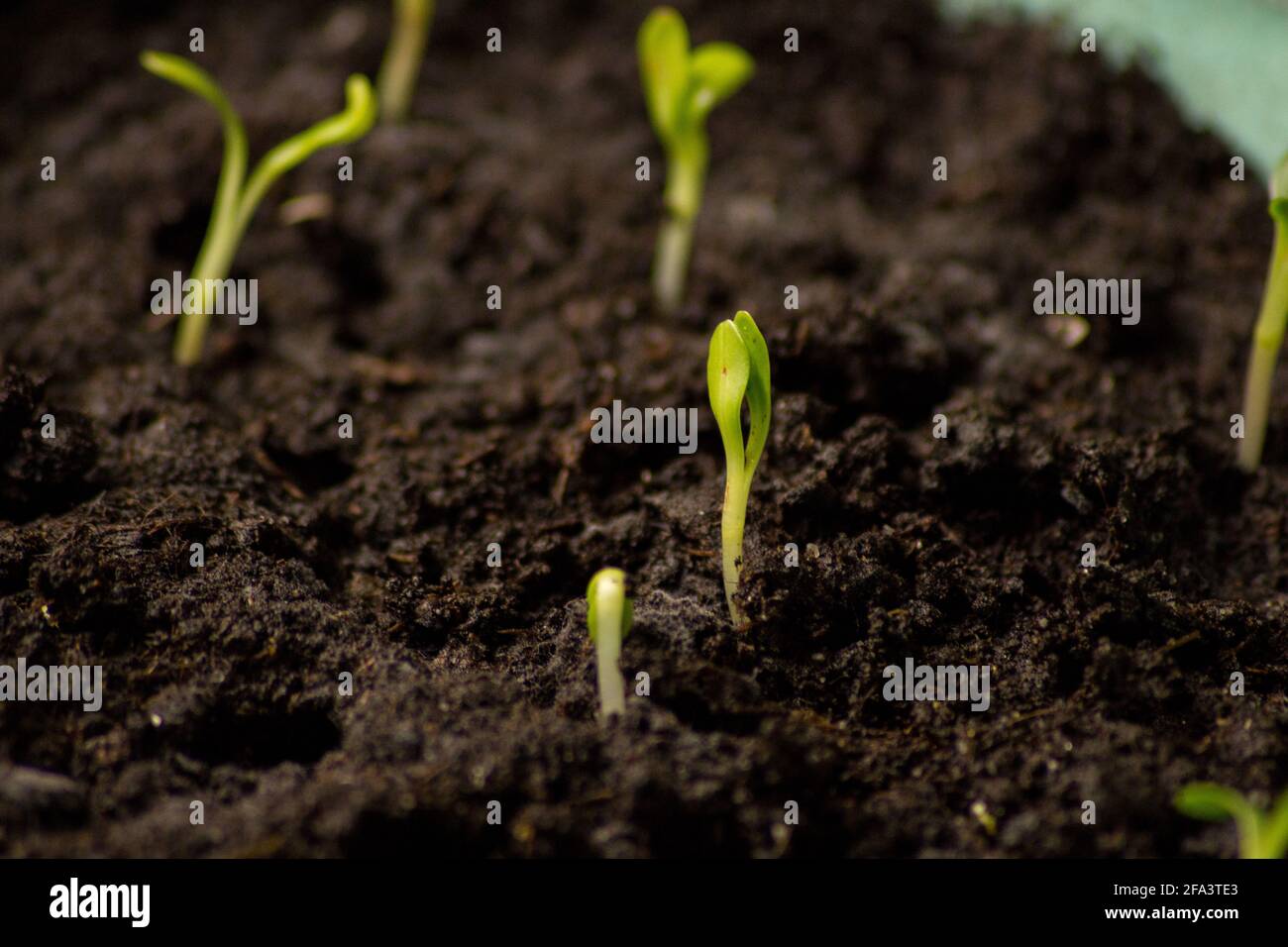 Vegetable seedling. Young seedlings in fertile soil. Green sprout ...