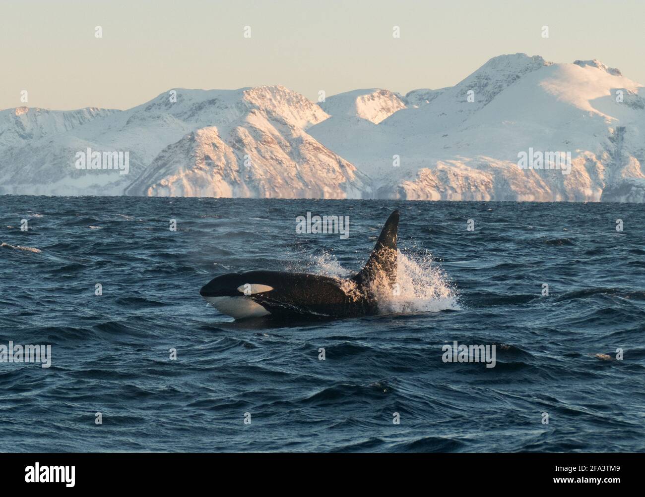 Baby orca whale hi-res stock photography and images - Alamy