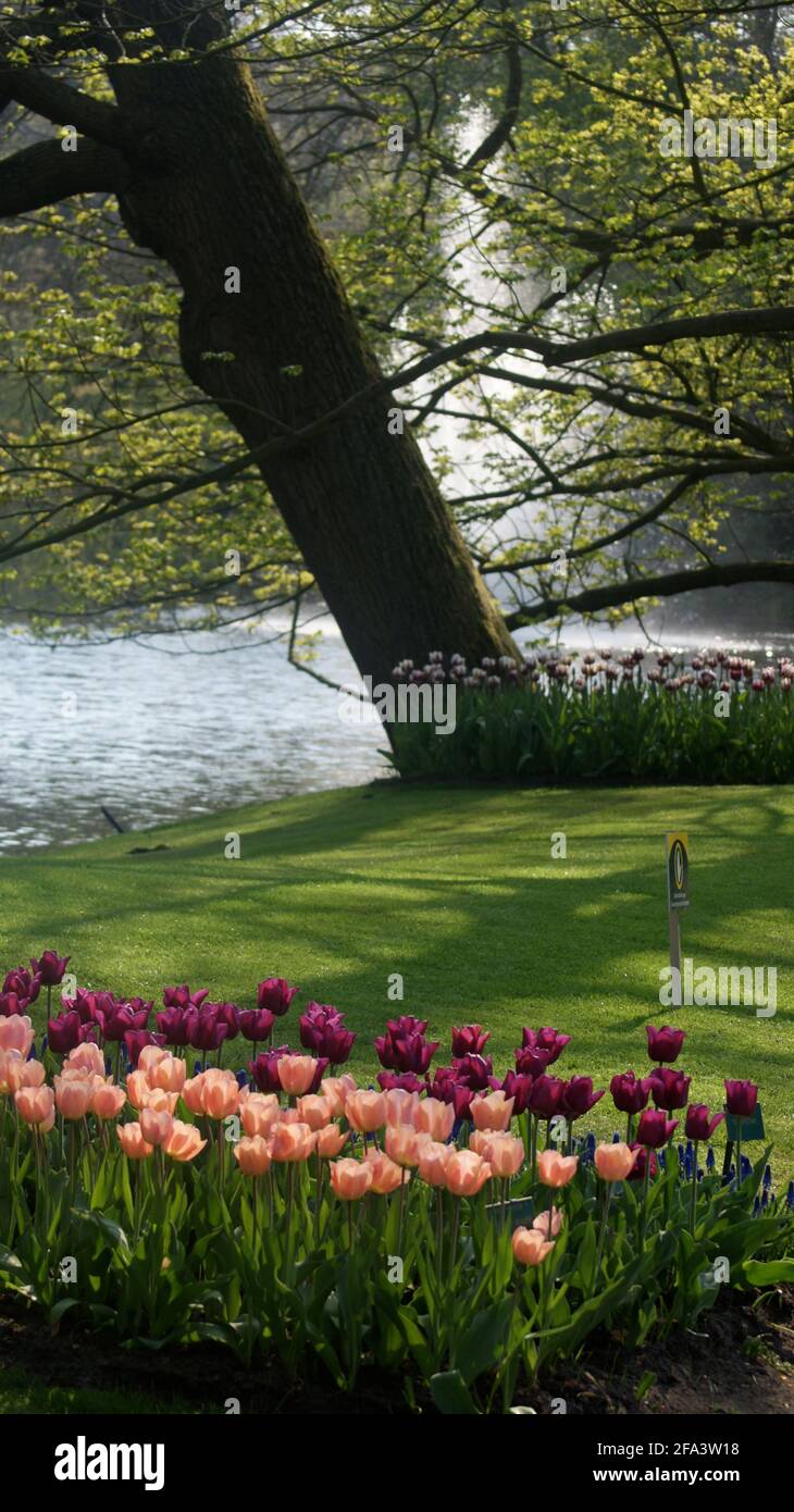 Awesome landscape in keukenhof hi-res stock photography and images - Alamy