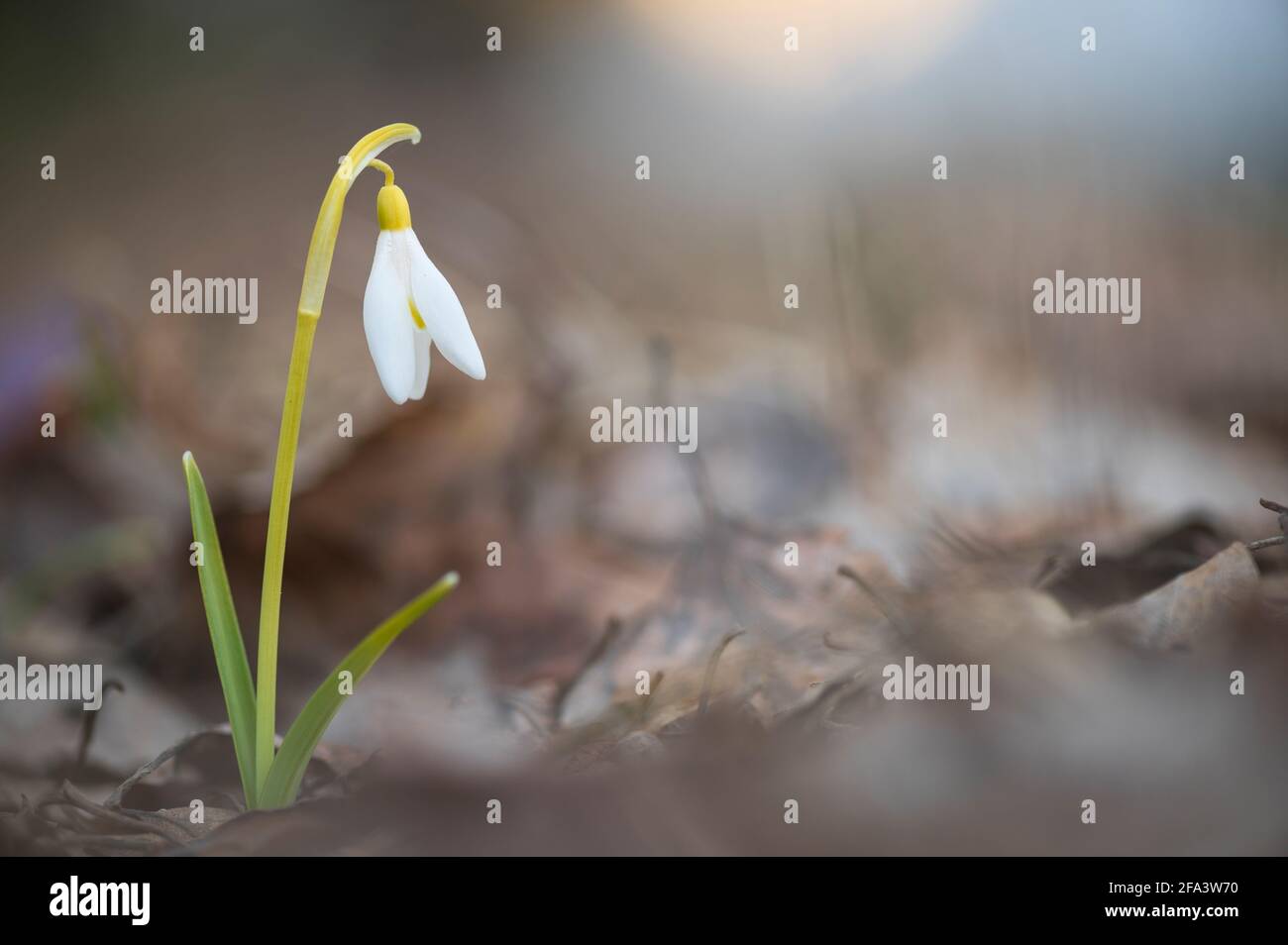 Galanthus nivalis or common snowdrop - closeup of blooming white flower ...