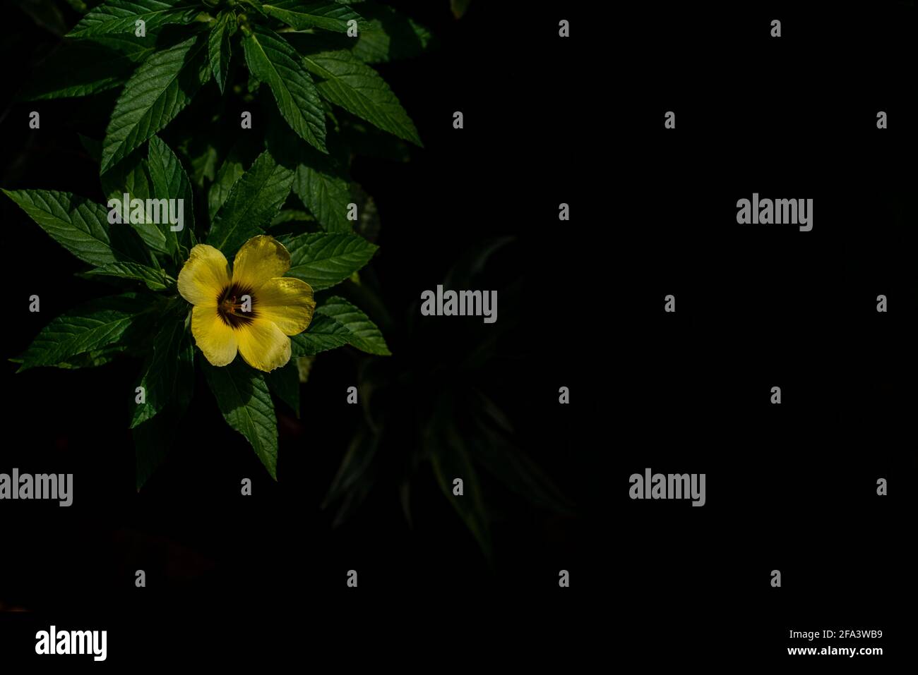 Yellow flower, Arrowleaf sida, against black background Stock Photo - Alamy