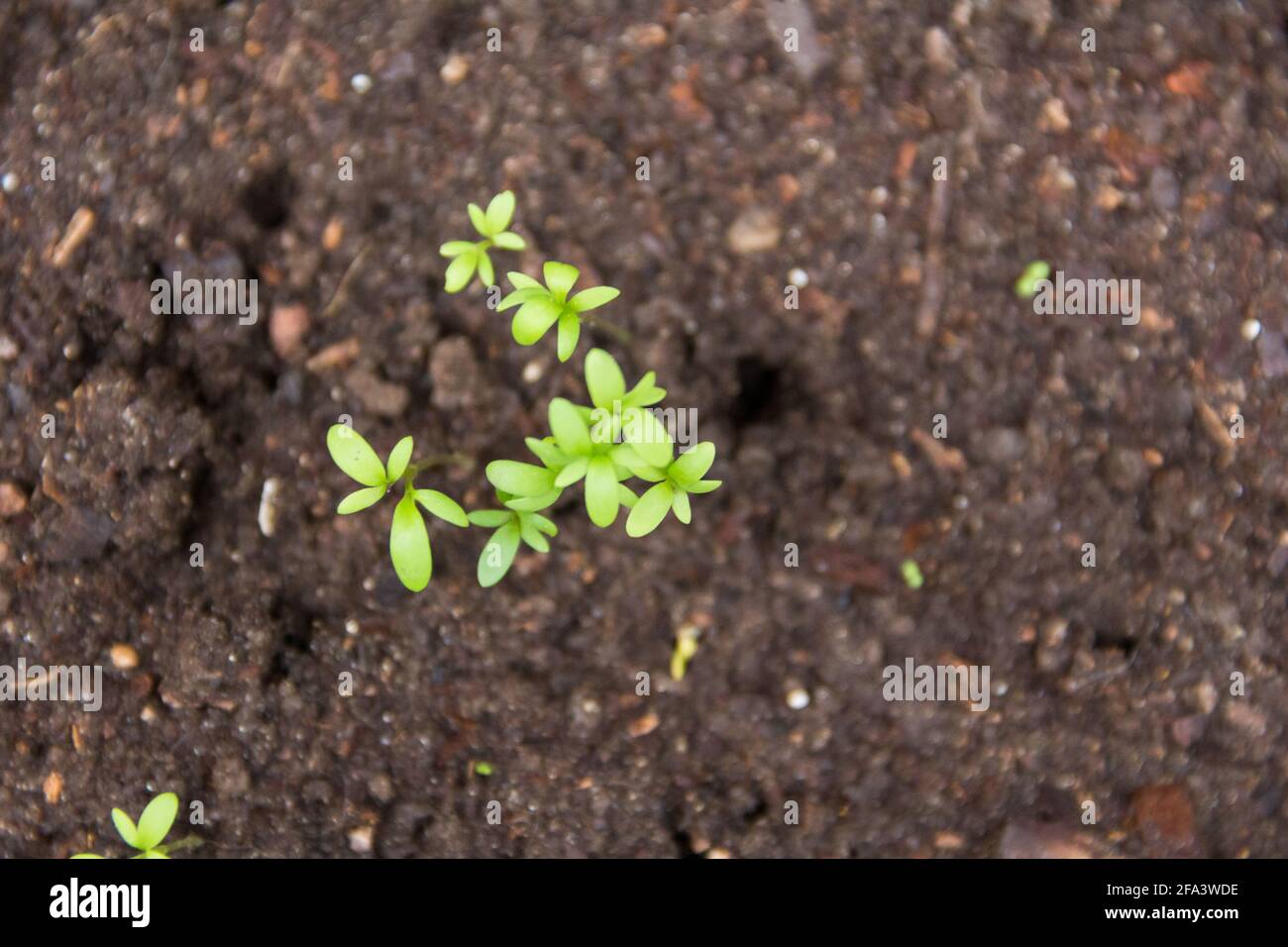 detail of watercress seeds germinating in the humid soil of the garden ...
