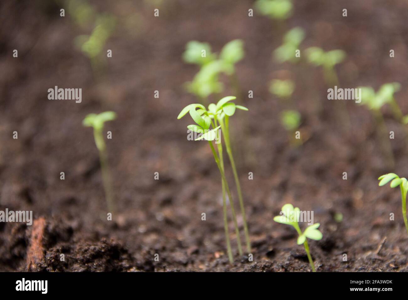 detail of watercress seeds germinating in the humid soil of the garden ...