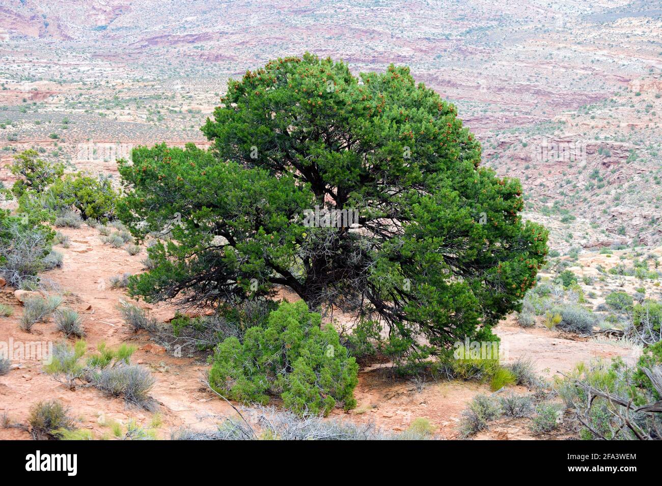 Juniper tree, Utah, USA Stock Photo - Alamy
