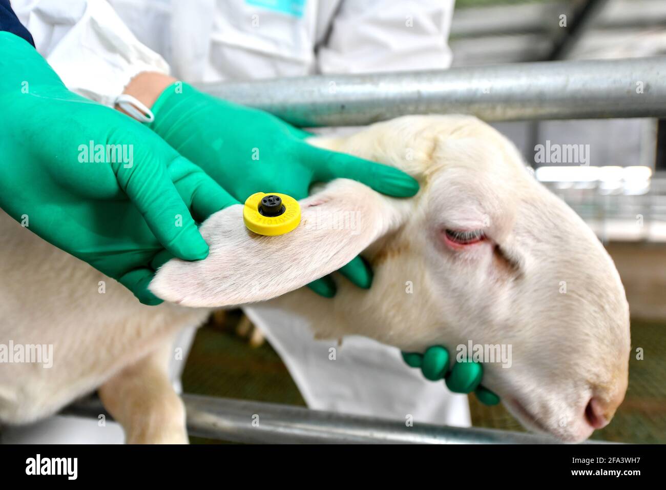 The farmers raise sheep with modern intelligent breeding model in ...