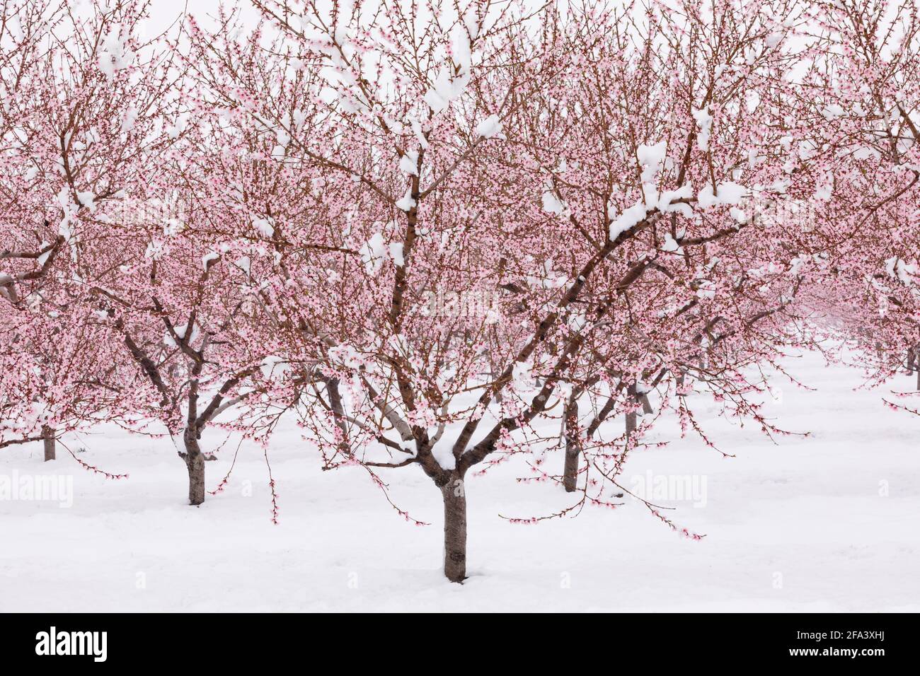 Canada,Ontario, Niagara on the Lake, Peach orchard in bloom covered in ...