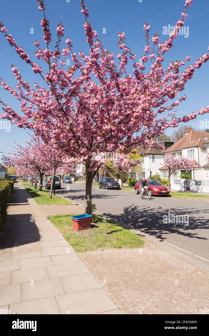 Pink cherry blossom Sakura trees (Prunus serrulata) on Staveley Road in ...