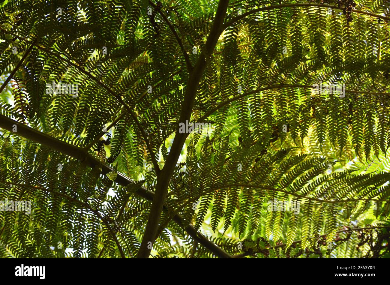 Arborescent ferns in Madeira’s laurisilva forest biome Stock Photo - Alamy