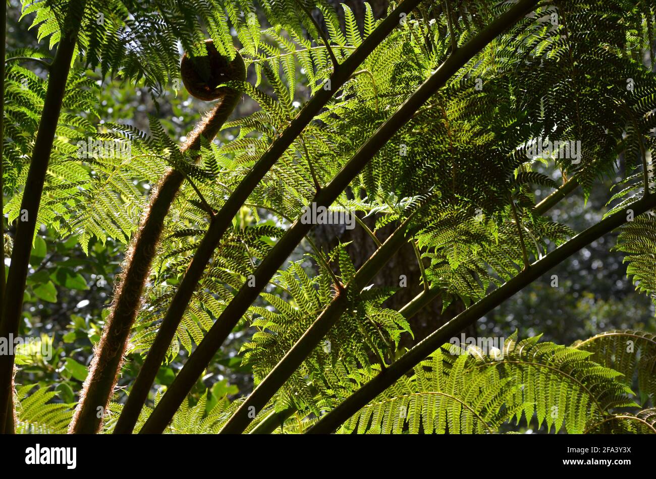 Arborescent ferns hi-res stock photography and images - Alamy