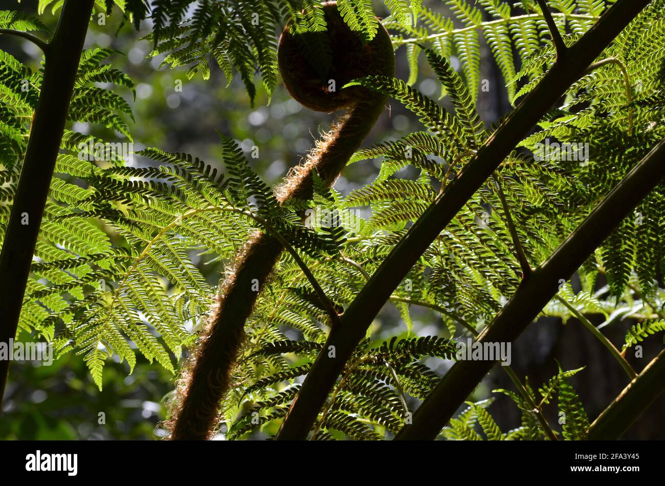 Arborescent ferns in Madeira’s laurisilva forest biome Stock Photo - Alamy