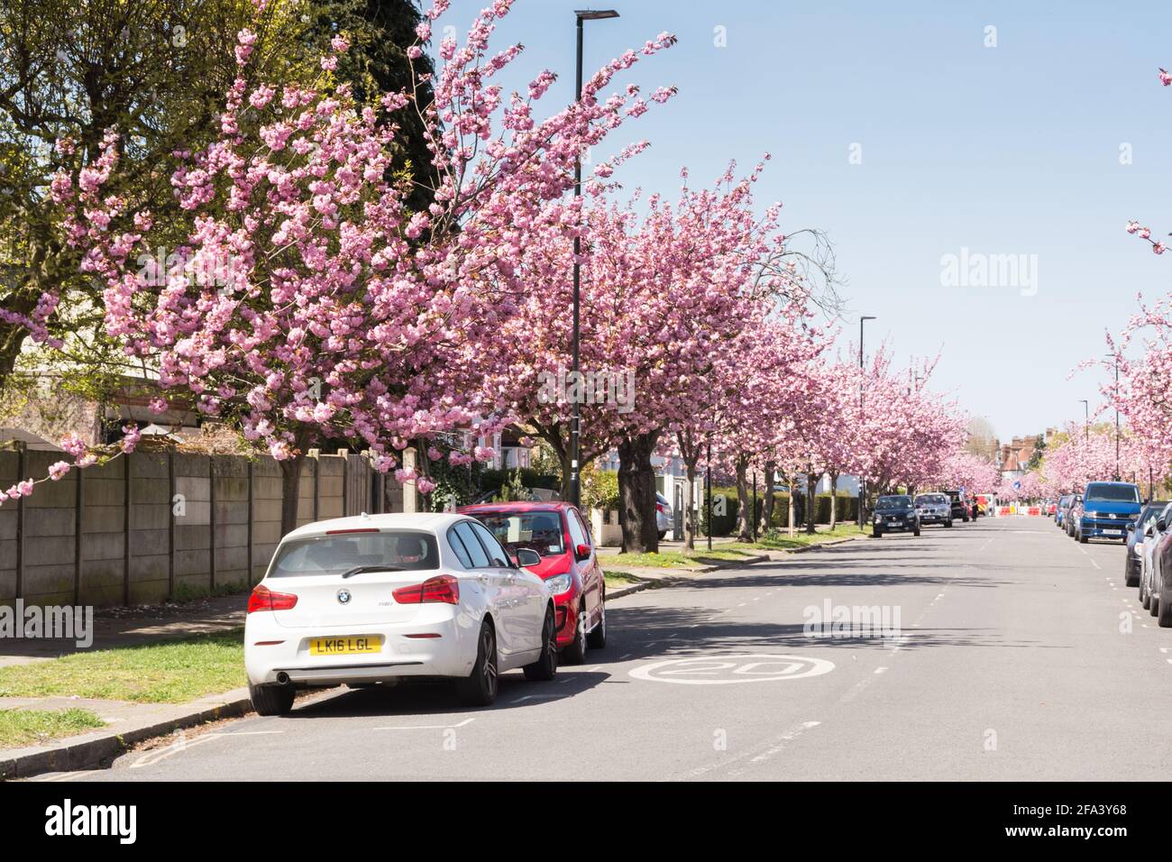 Pink cherry blossom Sakura trees (Prunus serrulata) on Staveley Road in ...