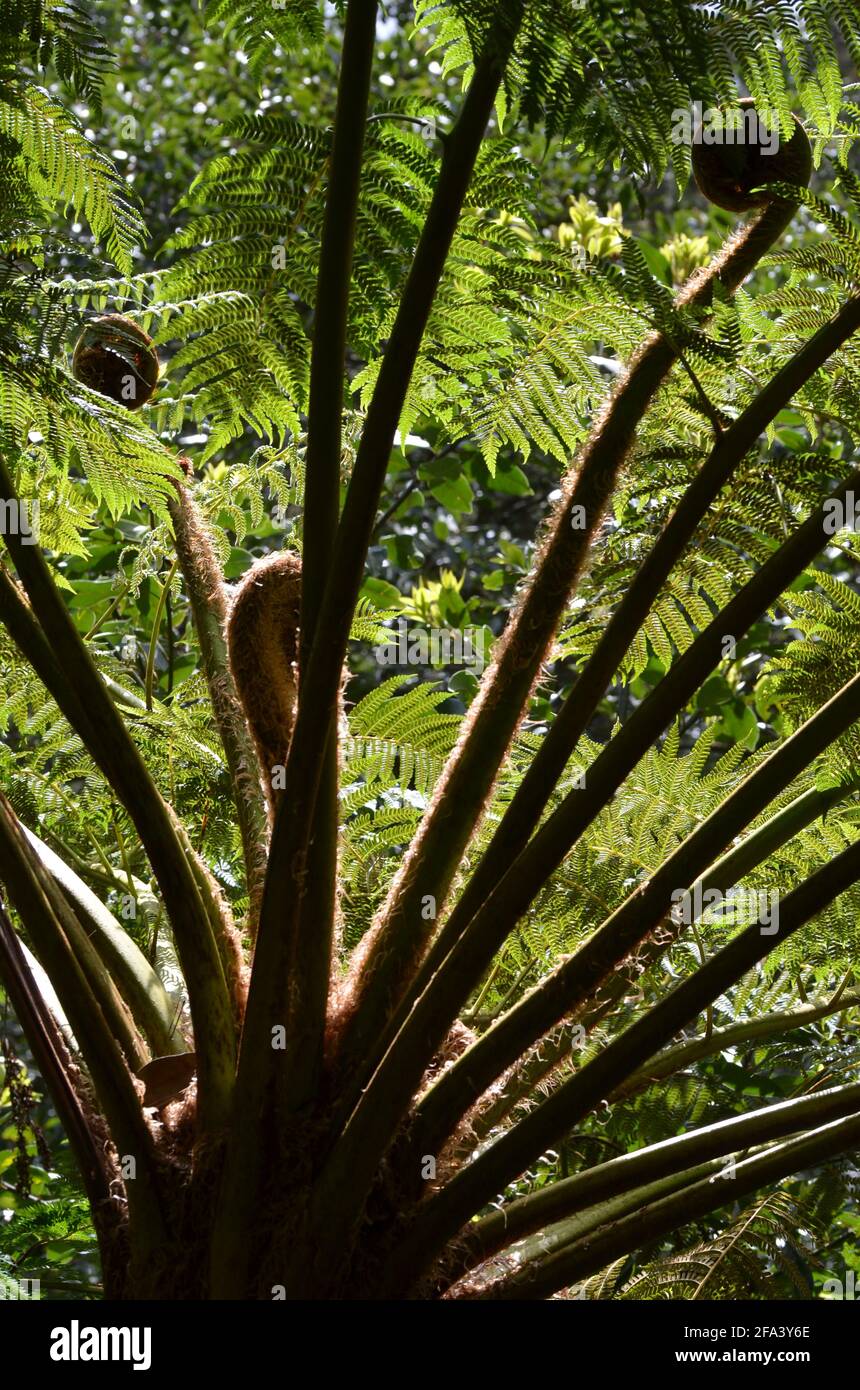 Arborescent ferns in Madeira’s laurisilva forest biome Stock Photo - Alamy
