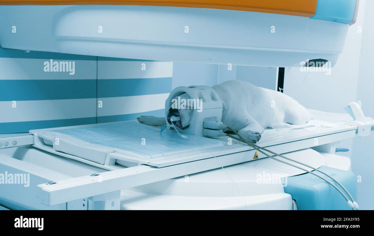 Scanning of white dog in magnetic resonance imaging machine ...