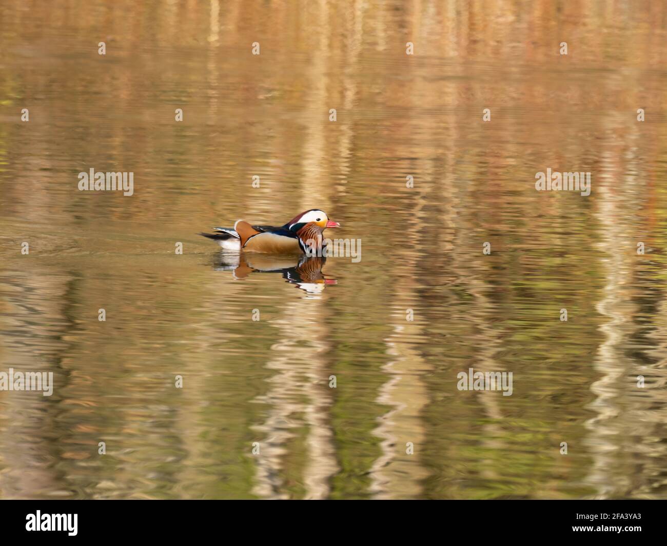Mandarin duck swimming on lake hi-res stock photography and images - Alamy