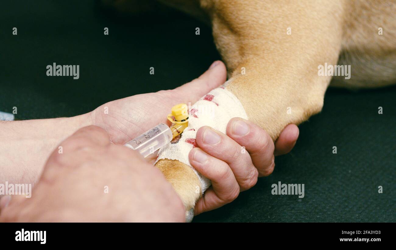 Healthcare health care vet mammal pet breed injection hi-res stock ...