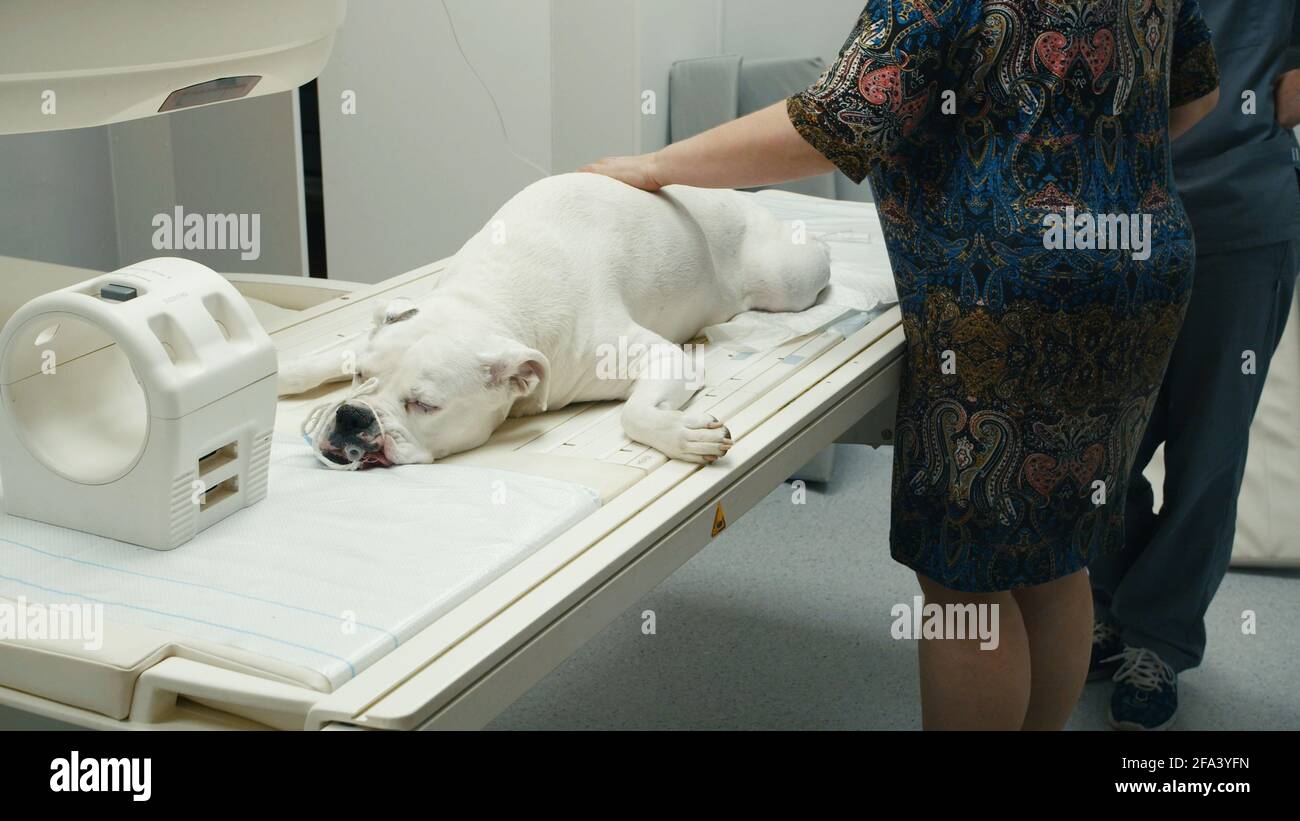 Dog prepared for magnetic resonance imaging procedure. Examination on ...