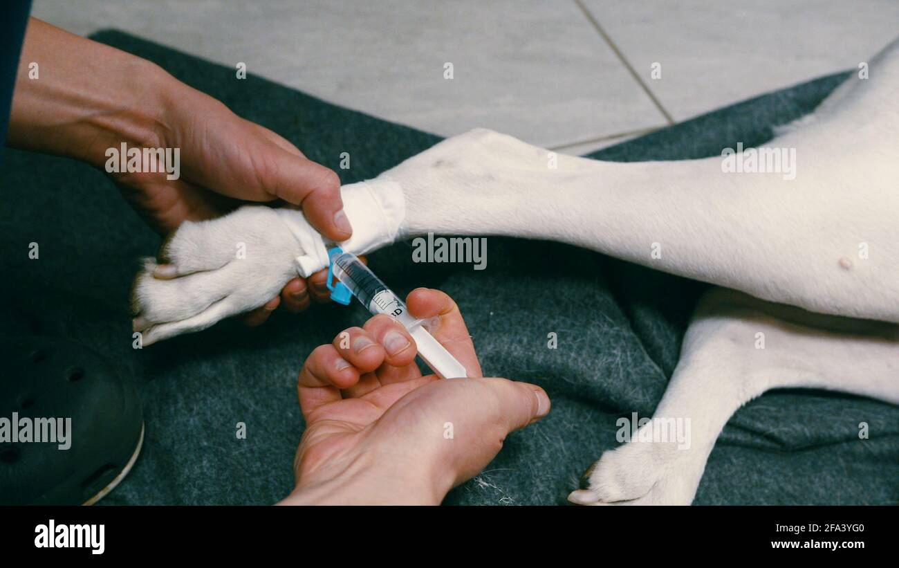 Medicaments injection to intravenous cannula. Dog hind paw. Examination ...
