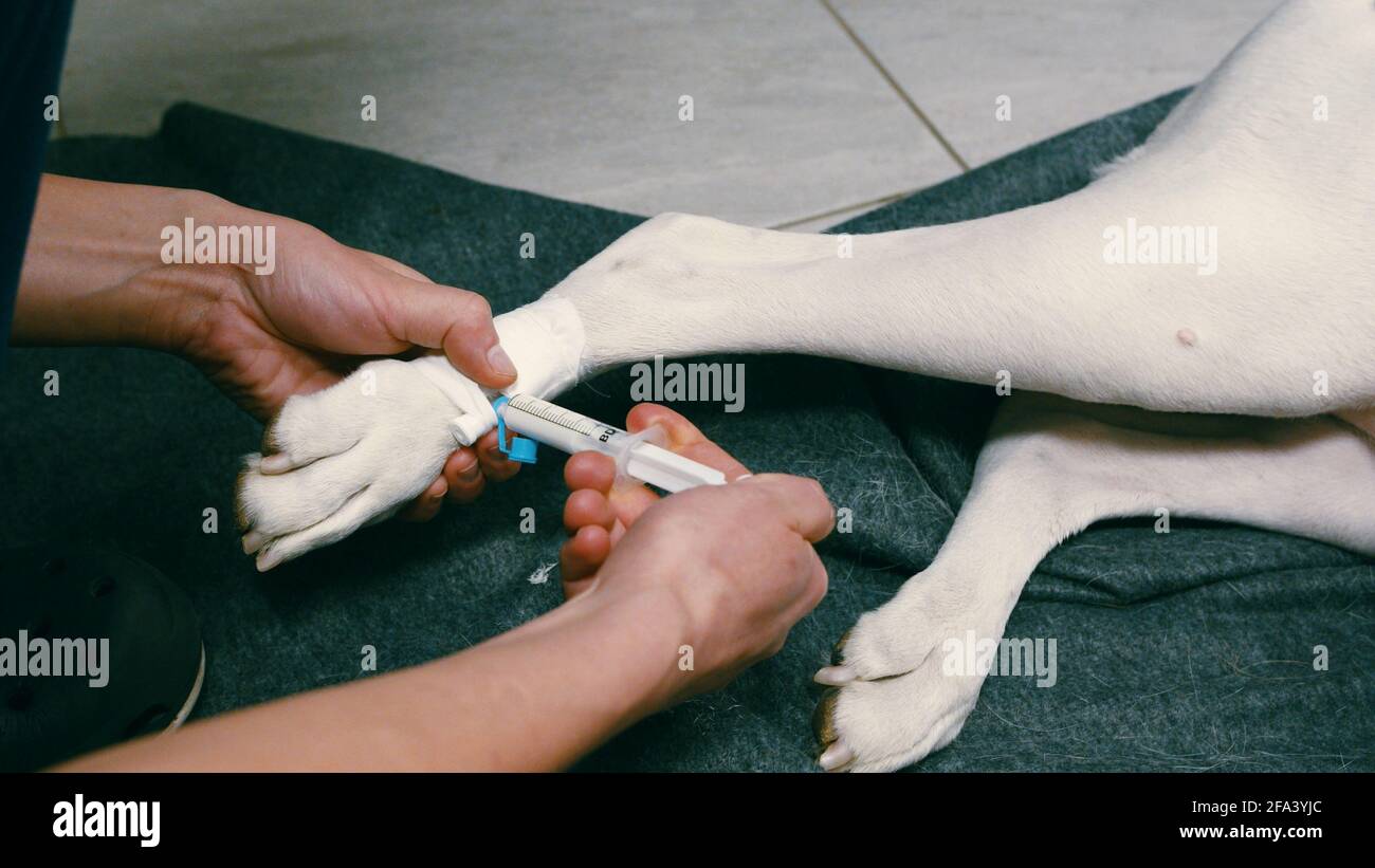 Propofol anesthetic syringe application into IV cannula. Examination on ...