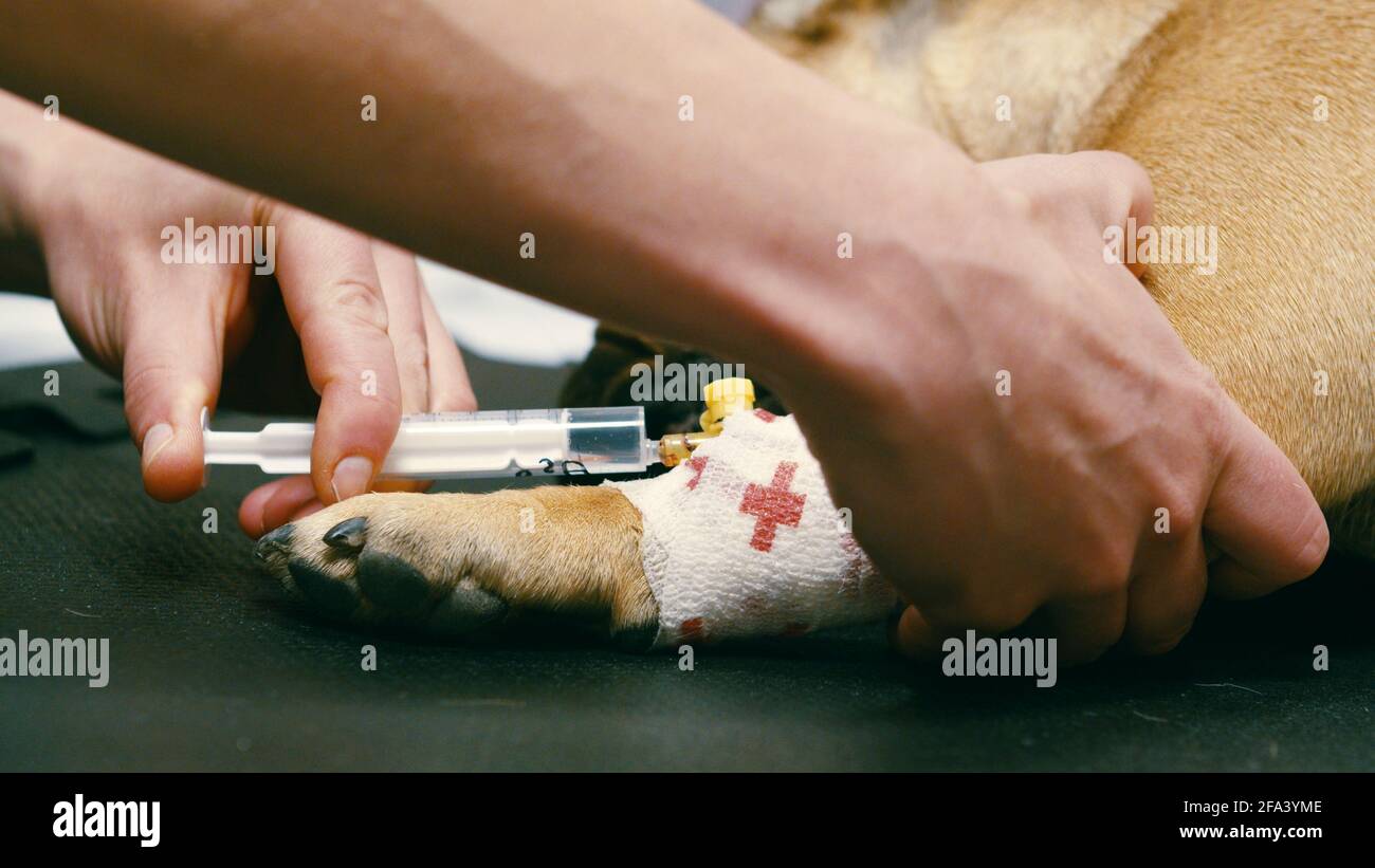Giving medication to animals by injection. Bandage with red cross ...