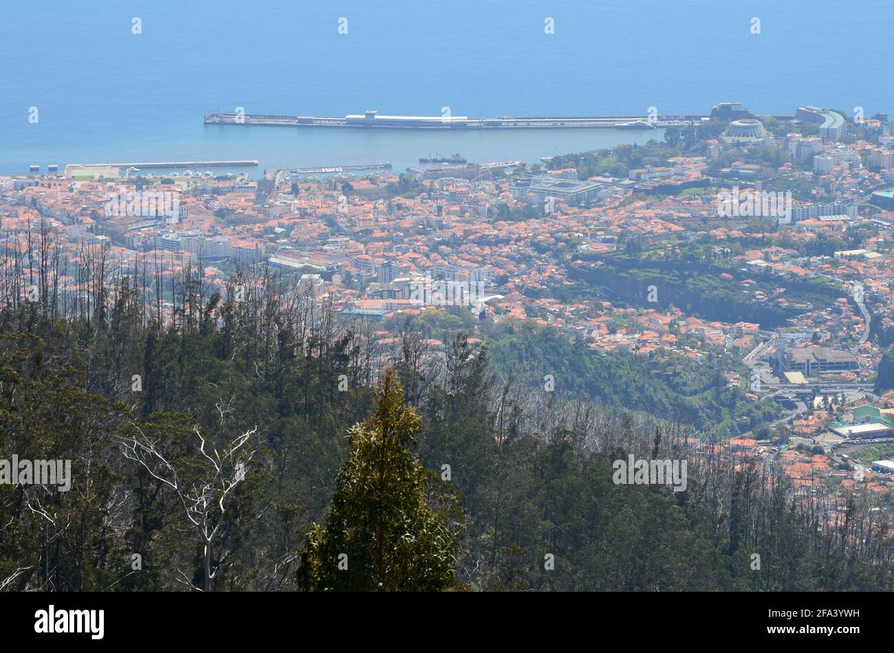 Eucalyptus afforestation moratorium hi-res stock photography and images ...