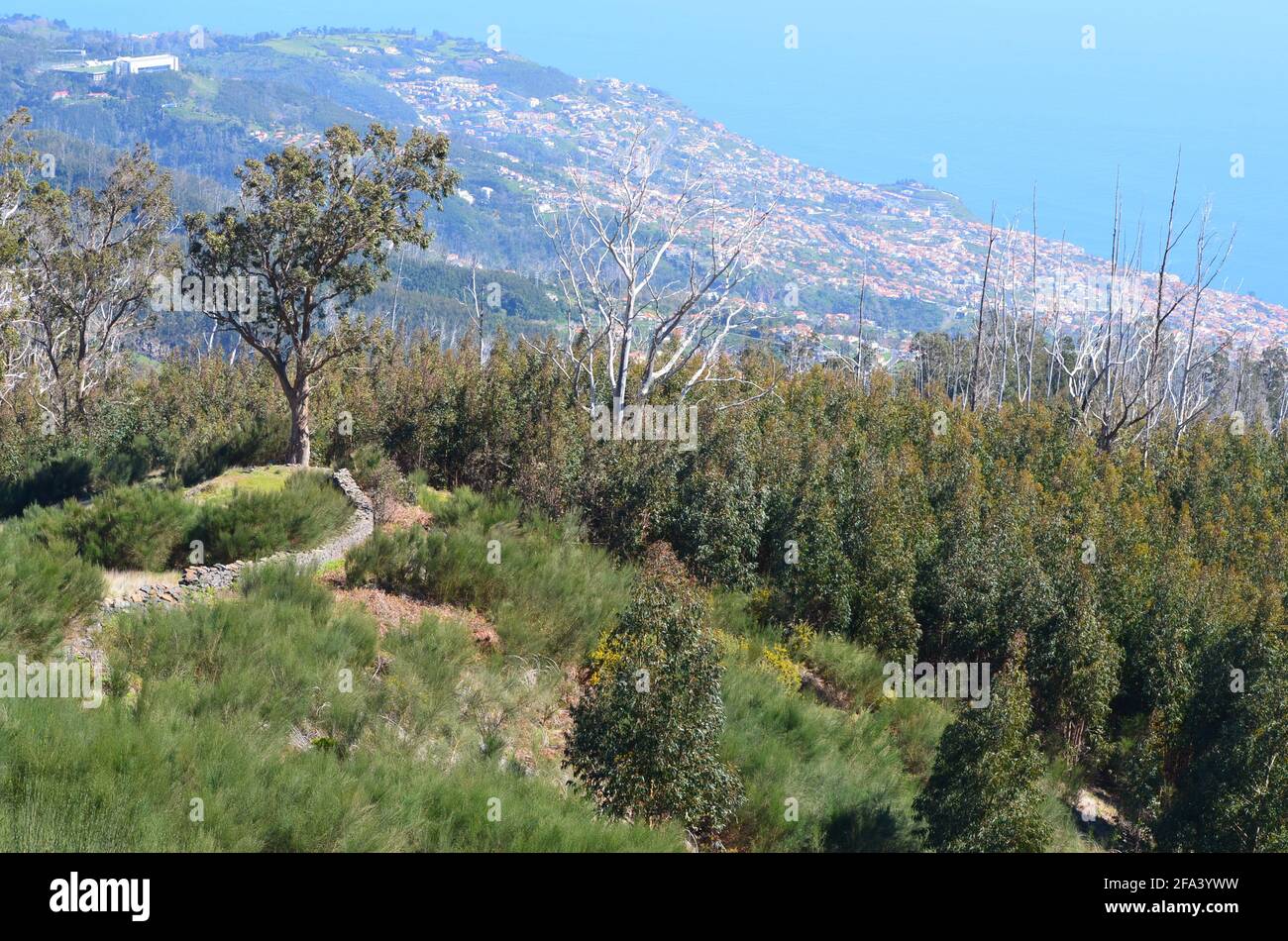 Eucalyptus afforestations near Funchal (Madeira, Portugal) in a ...